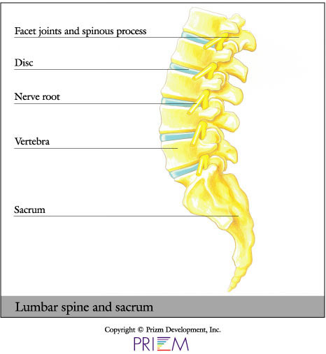 Anatomy Library provided by University Orthopedics